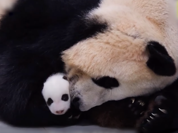 판다 푸바오, 중국 귀환 협의 시작..."내년 2월에서 4월 예상"