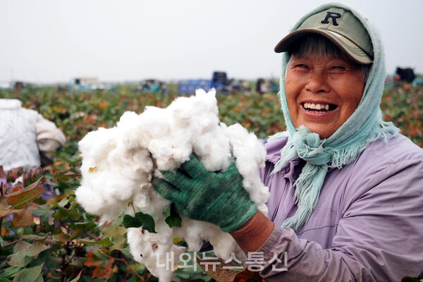 [사진] 中 산둥성, 수확한 면화 들어보이는 농민들