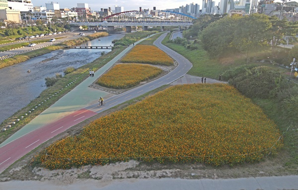 청주 무심천 꽃정원·튤립정원 가을꽃 물결로 장관