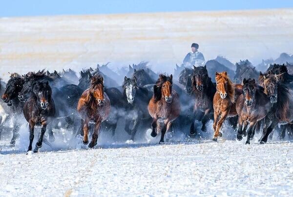[사진] 中 네이멍구, 설원에서 말달리는 목축민